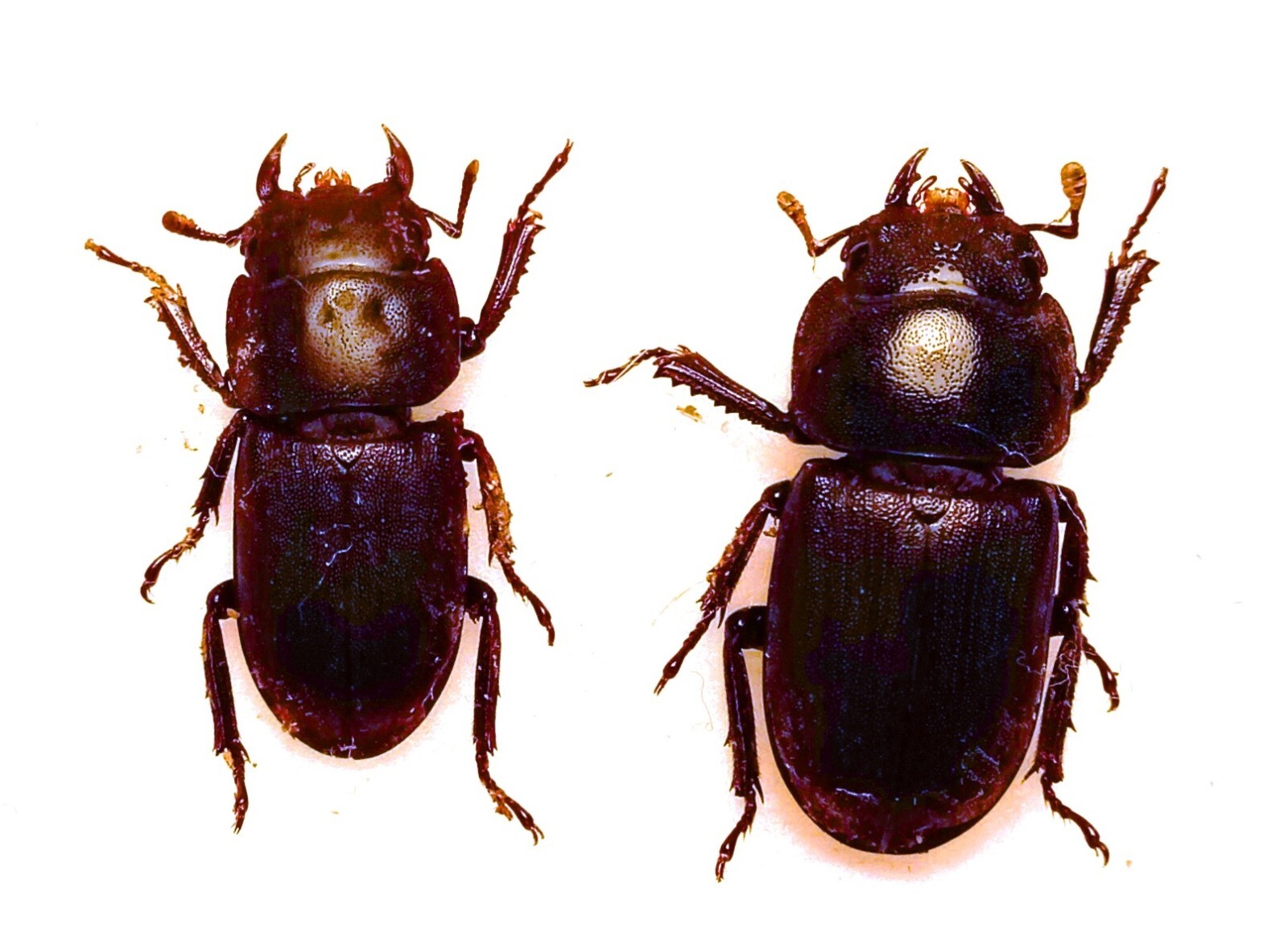 Lucanidae DORCINAE, Dorcus parallelipipedus truquii♂A19 mm +♀A 21 mm A ...