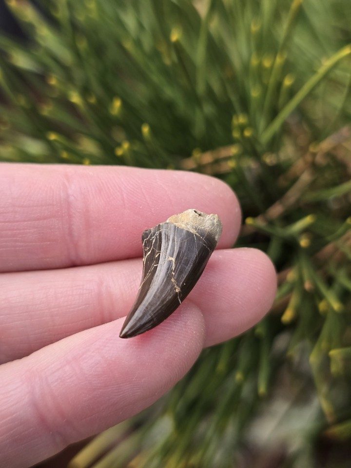 *RARE* Beautiful Brown/Tan Mosasaur Clidastes? Tooth TX Ozan Fossil ...