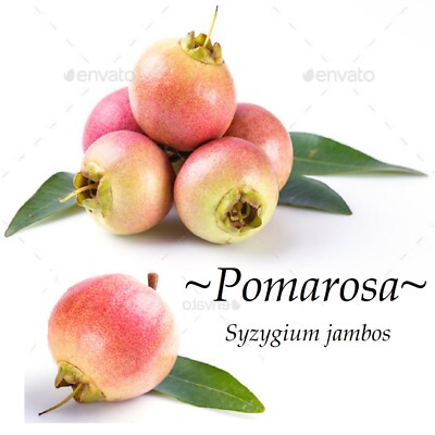 ~Rose Apple~ Poma Rosa syzygium jambos Live healthy plant | eBay