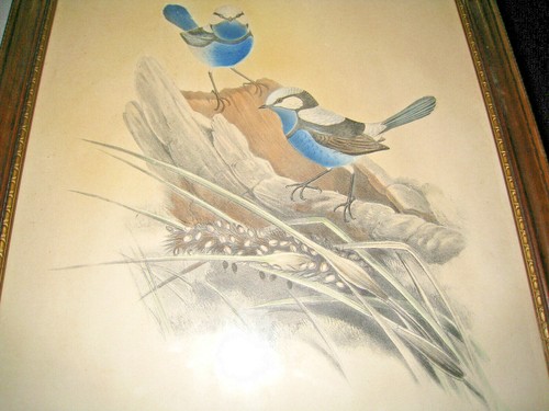 Old Framed Print Malurus Callainus J Gould HC Richter Hullmandel Walton ...