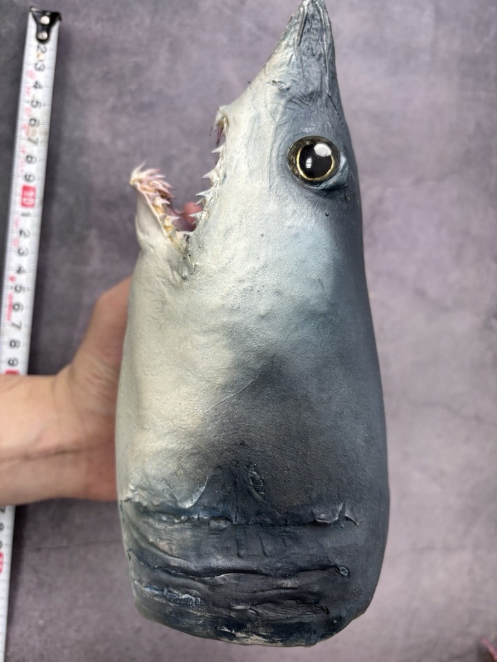 Rare Museum Quality Mako Shark Head Mount Real Skin Taxidermy Mount ...