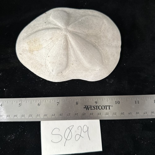 Vintage Puffy Seabiscuit Sea Biscuit Sand Dollar Fossil Sea Shell 5.75 ...
