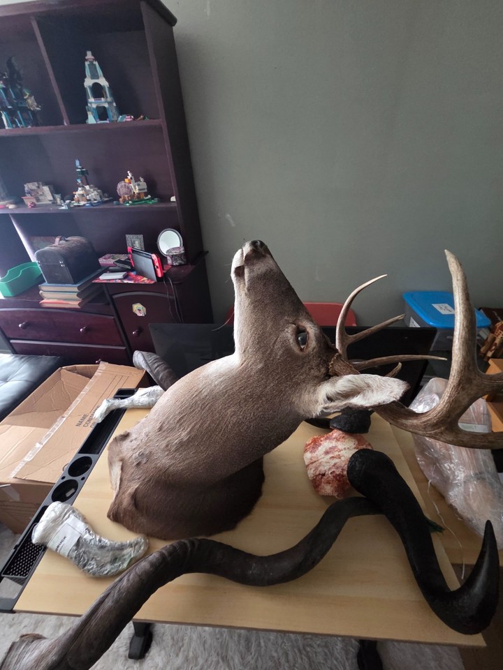 Shoulder Mount 9 Point White Tail Deer Real Antler Buck Doe Taxidermy ...