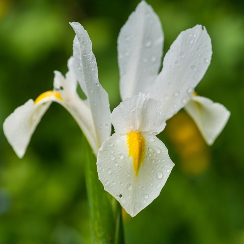 10 Dutch Iris WHITE Summer Flowering Bulbs Garden Hardy Perennial ...