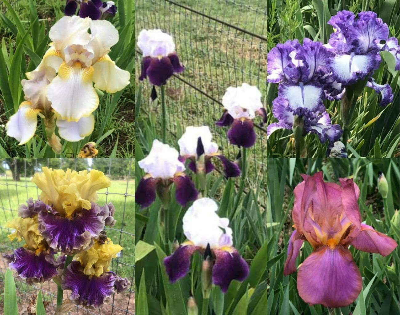 Fresh Sprouted Mixed BEARDED IRIS RHIZOME Bulbs (Choose your size) | eBay
