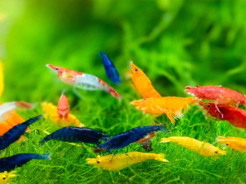 10 Mix Neo Cardina Shrimp Freshwater Neocaridina Aquarium 100% Live ...