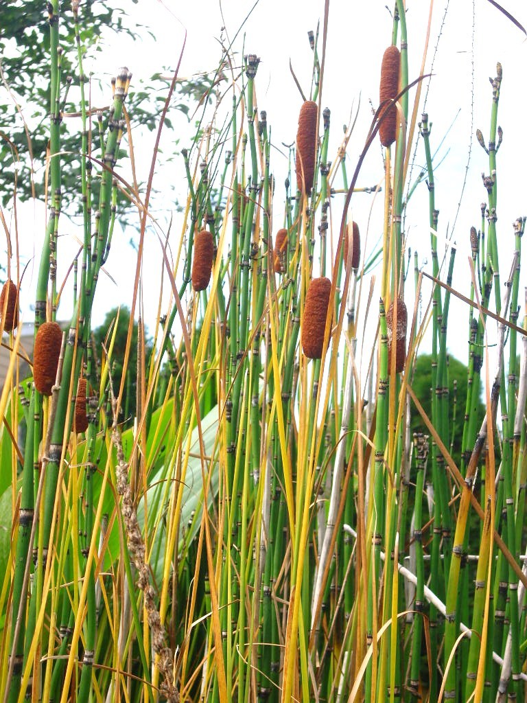 100 DWARF CATTAIL SEEEDS - TYPHA LAXMANNI - perfect for small ponds | eBay
