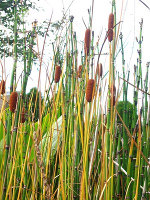 100 DWARF CATTAIL SEEEDS - TYPHA LAXMANNI - perfect for small ponds | eBay