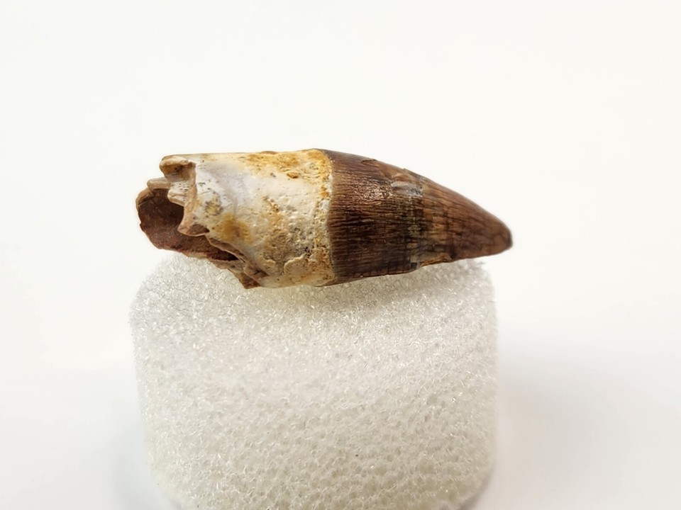 Thecachampsa americana Crocodilian Tooth Fossil - Florida - Miocene | eBay