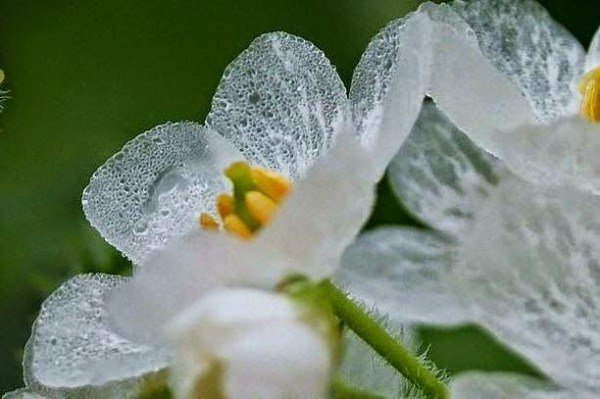 Mystical Skeleton Flower Seeds Transparent Flowers in Rain Diphylleia ...