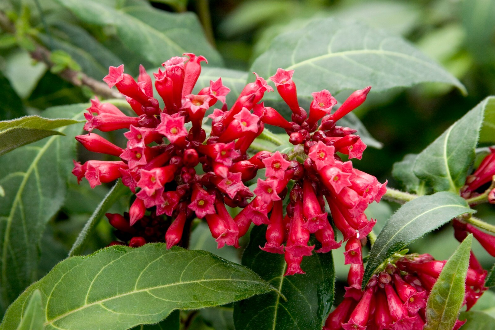 **CESTRUM NEWELLII RED** AKA Hummingbird Plant or Red Jasmine**Starter ...