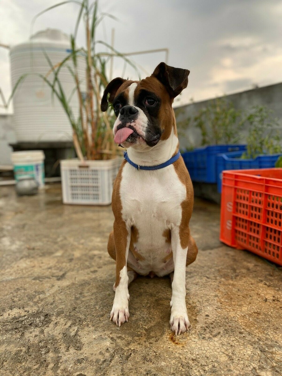 German Boxer Dog Breed