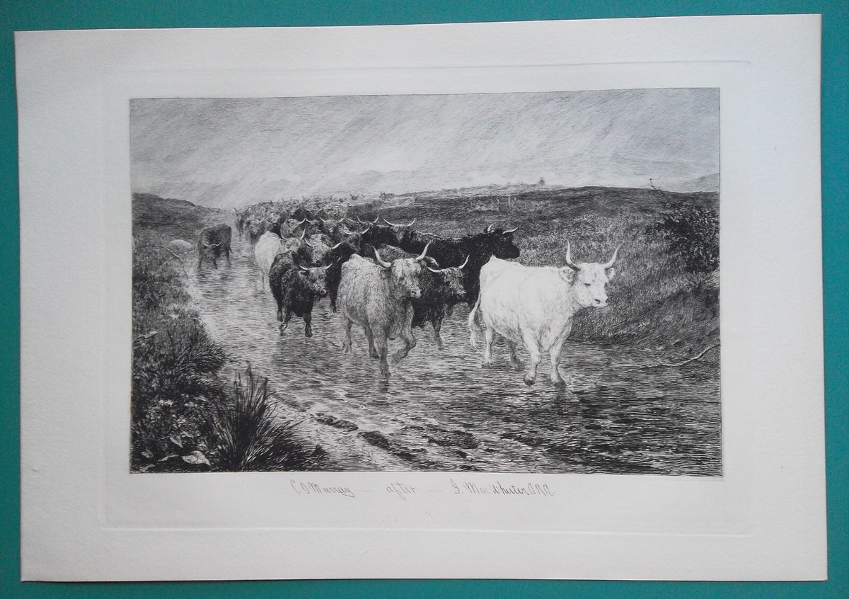 Cattle Herd Drawing