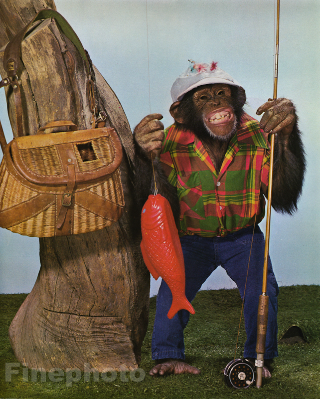 1959 Vintage MONKEY HUMOR ~ Chimpanzee FLY FISHING Rod Angling Animal ...