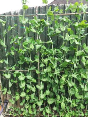 Victorian Climbing Peas Colossal Worlds Tallest Pea, Huge Crops 40 ...