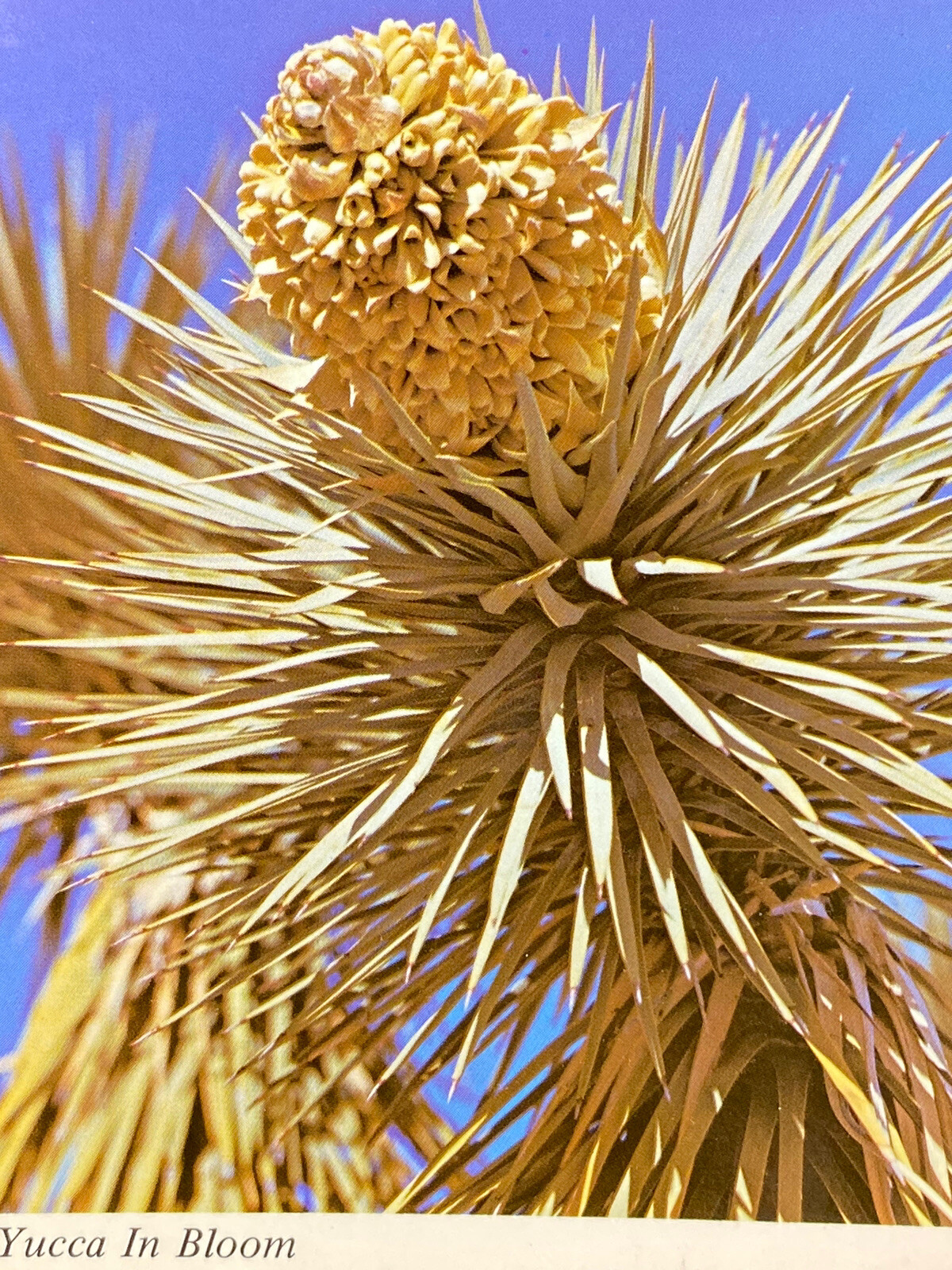 Vintage unused Postcard New Mexico State flower Native Yucca in Bloom ...