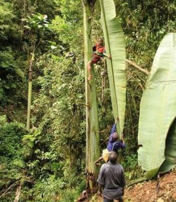 Musa Ingens Seeds - Giant Highland Banana - | Grelly UK