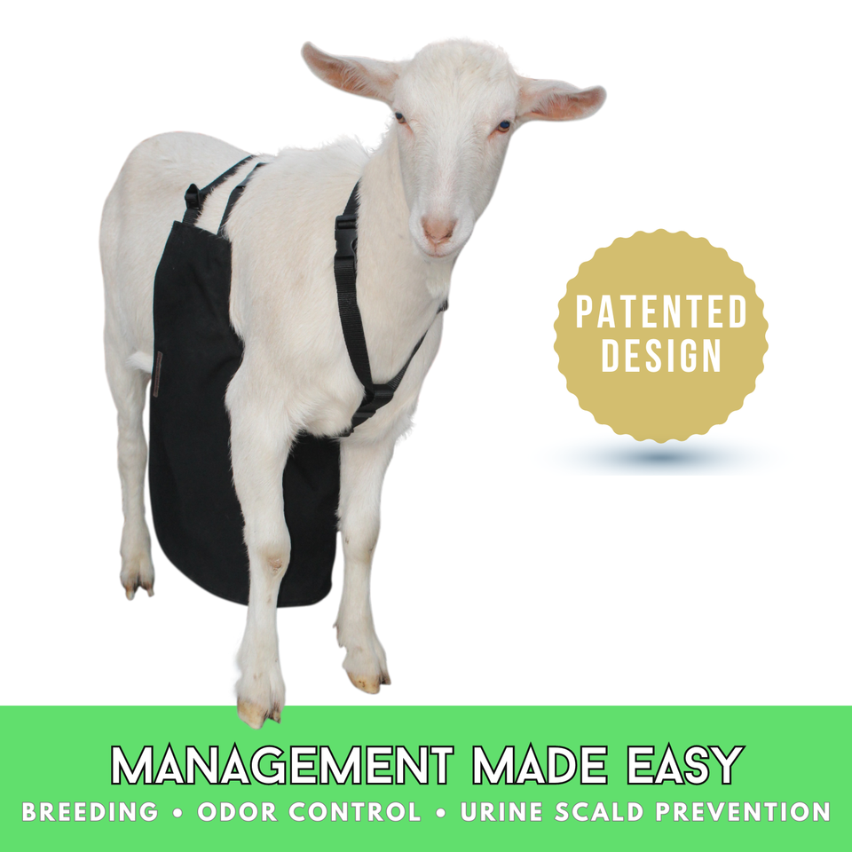 Anti Mating Anti Breeding OLOR Buck Apron™ with Harness - Goats/Sheep ...