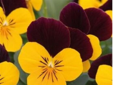 20 x Viola F1 Sorbet Yellow Burgundy Jump Up winter flowering mini plug ...