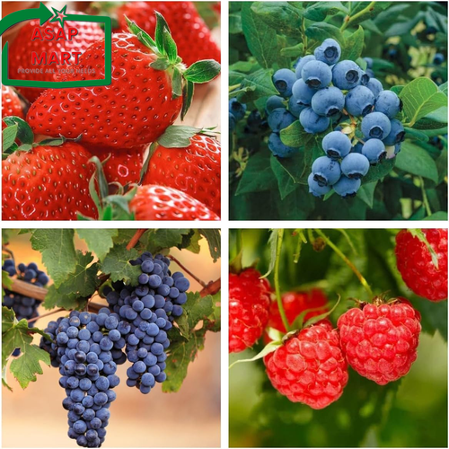 1000+ Mixed Fruit Seeds Berry Seeds for Planting - Strawberry Raspberry ...
