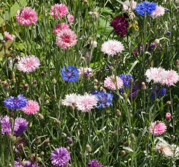 Wildflower Mix DRY AREA MIX w/Perennials Full Sun Pollinators Non-GMO ...