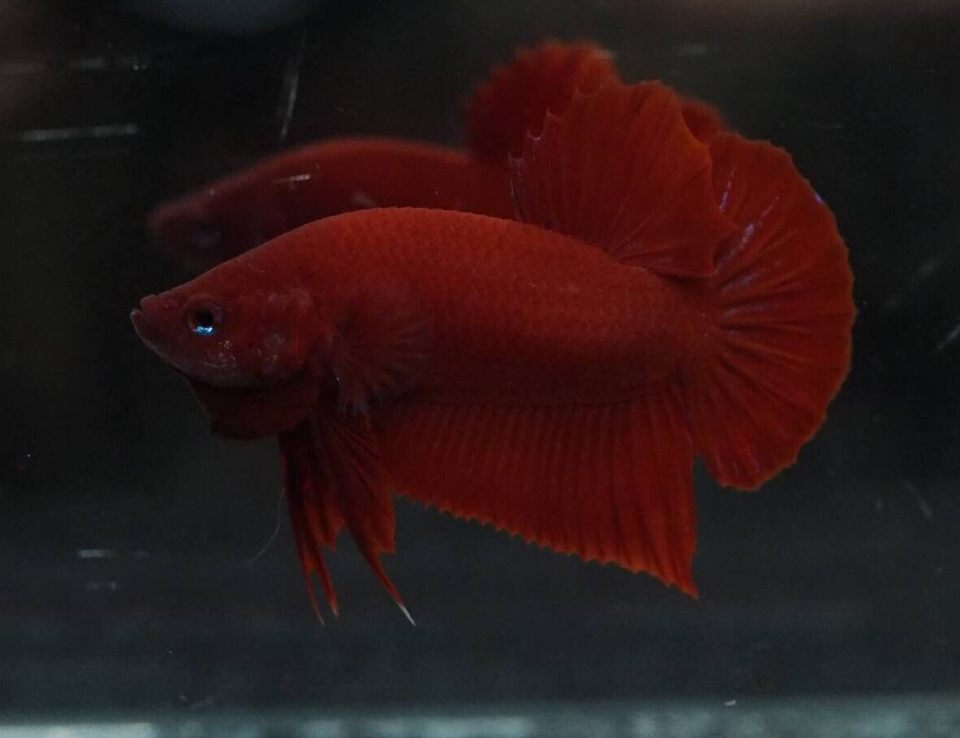 Breeding Pair of Betta Fish Super Red male and female Quality Grade ...