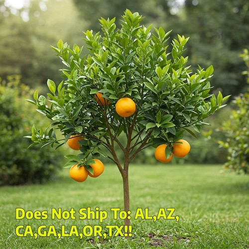 Tangelo Tree Orlando Live Citrus Plant Sweet Easy Peel Fruit 2-3ft H 0. ...
