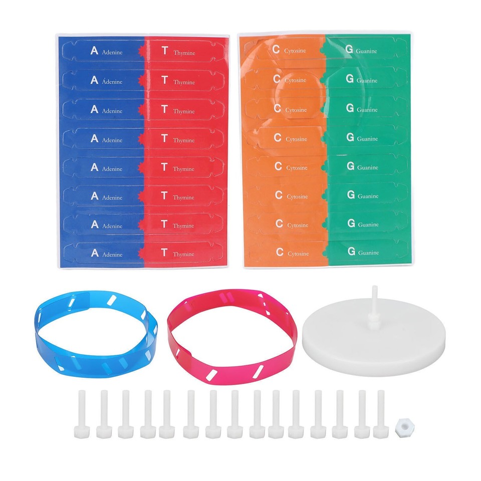 Human DNA Model Colorful Double Spiral Assemble Model Science ...