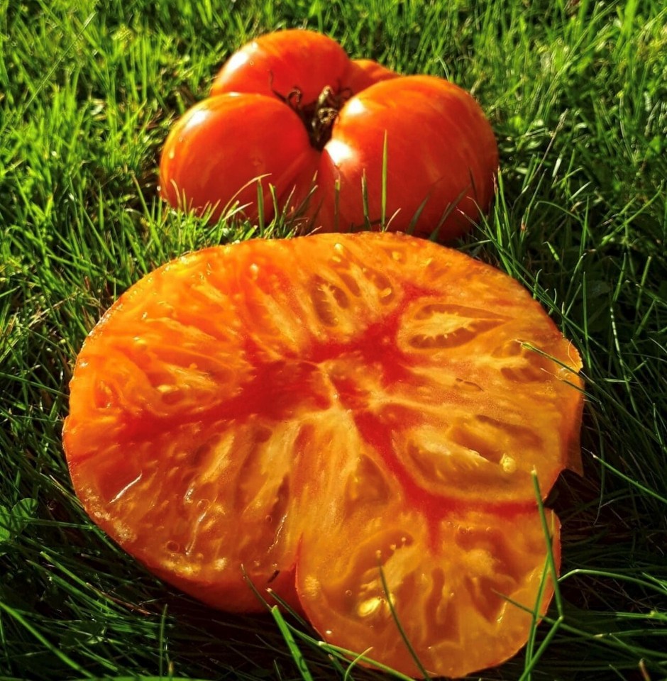 Dwarf Confetti Tomato Seeds | Organic Tomatoes | Rare Varity ...