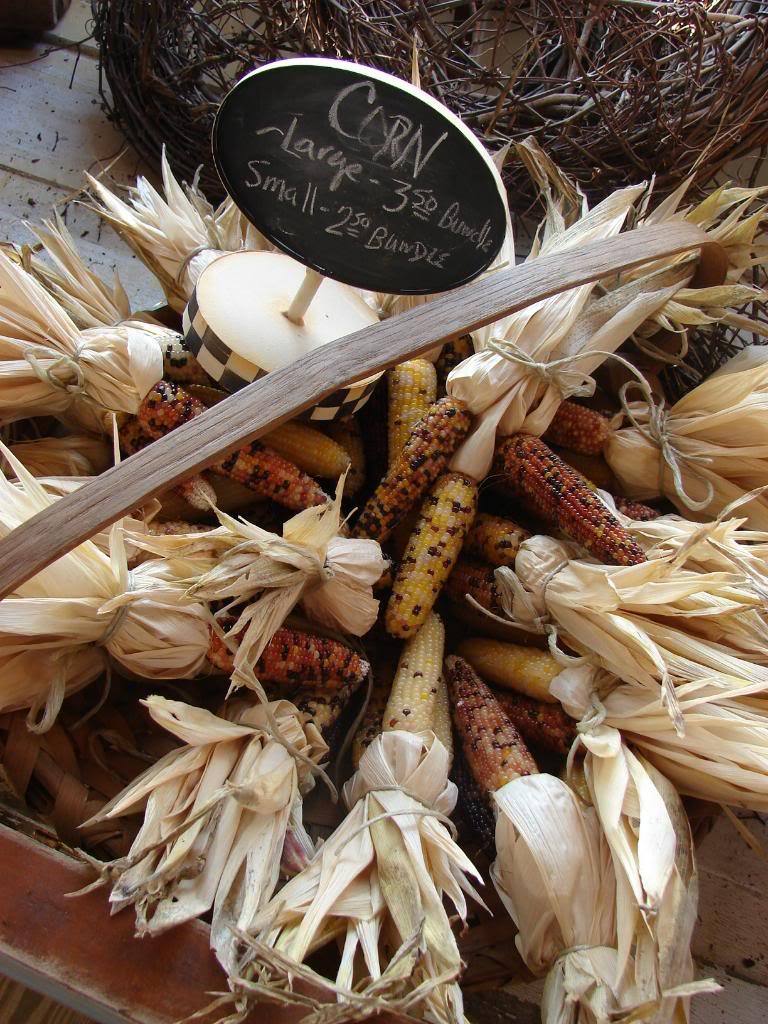 50 INDIAN MINI MIX CORN Miniature 4" Ears Ornamental Zea Mays Vegetable ...