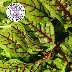 Rare Rumex Raspberry Dressing Salad Vegetable 50 seeds UK SELLER | eBay