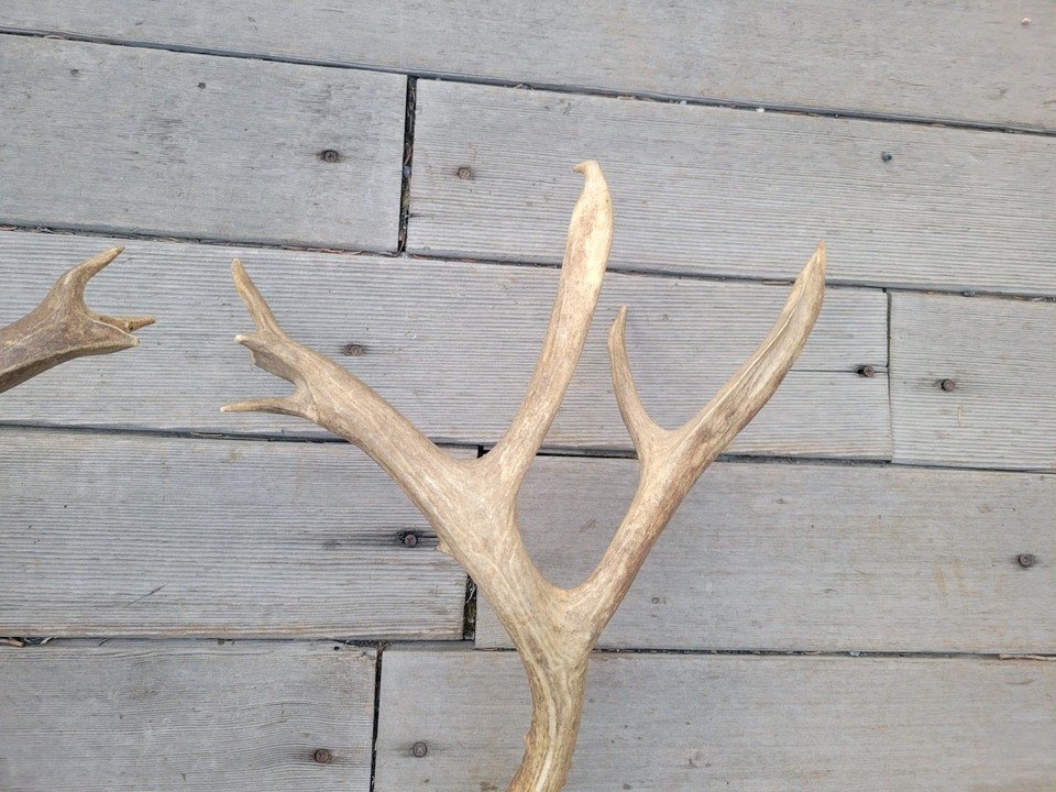 Big Unique Non-Typical MULE DEER RACK antlers whitetail sheds taxidermy ...