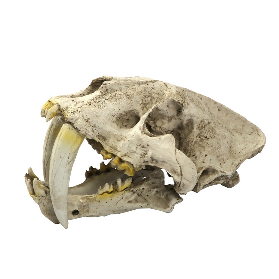 Smilodon Saber Toothed Tiger Skull 1:1 Replica Skull Resin Skull Model ...