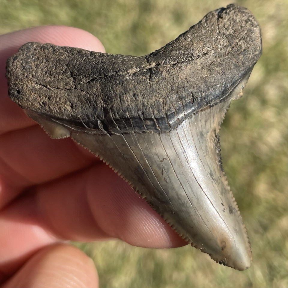 Angustidens Shark Tooth RARE Patterns Megalodon Ancestor Shark Tooth 2. ...