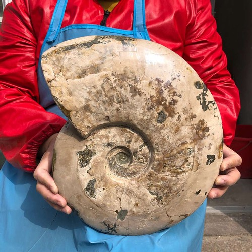 12.98LB Natural Ammonite Fossil Polished Specimen Reiki Healing ...