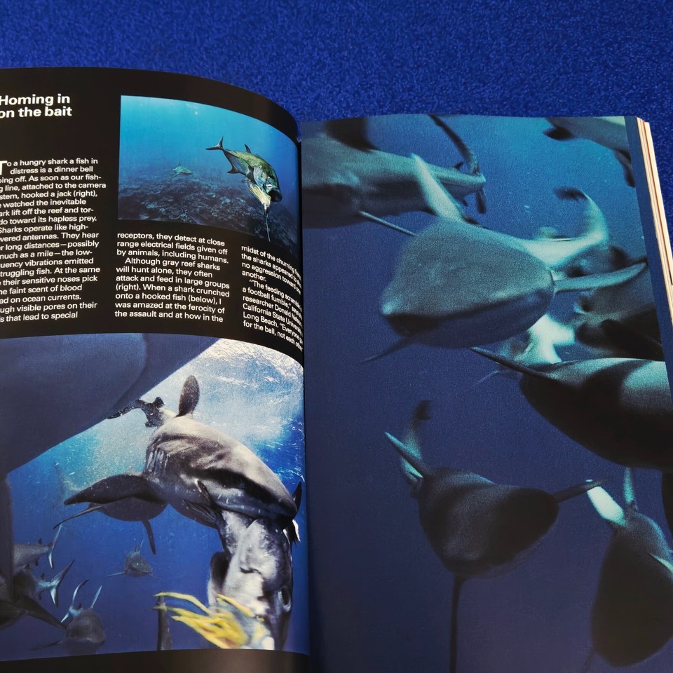 AGGRESSIVE GRAY REEF SHARKS JAN 1995 NATIONAL GEOGRAPHIC MAGAZINE SHIPS ...