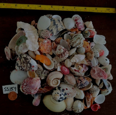Large Collection of Assorted Seashells Small - Medium- Bulk Lot C159 ...