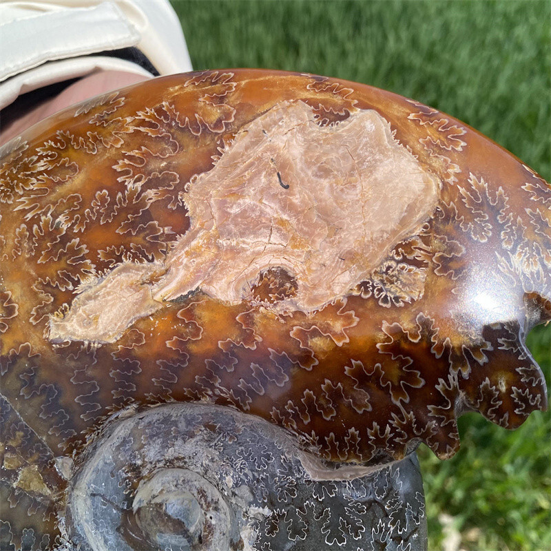 3.19LB Natural Ammonite fossil Quartz Crystal Mineral Specimen Reiki ...