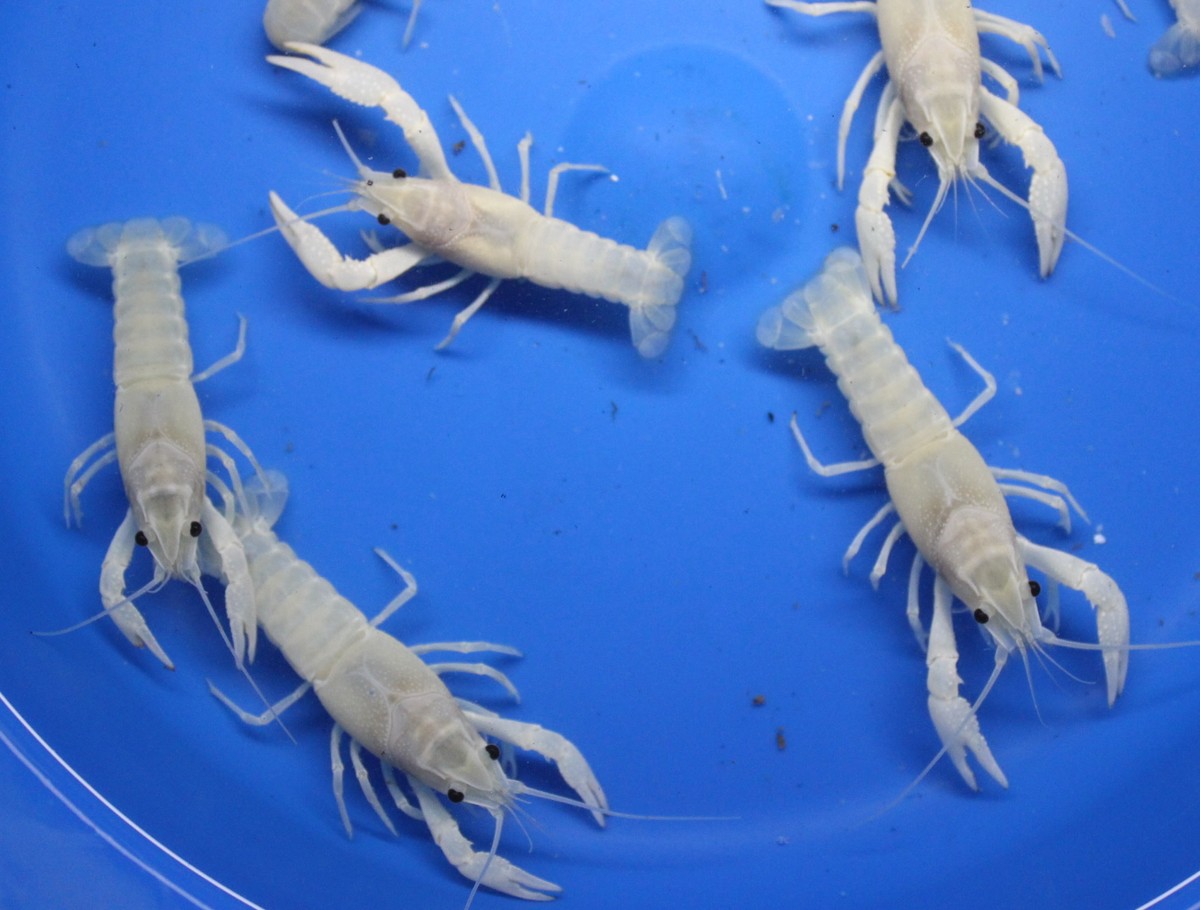 Snow White Crayfish