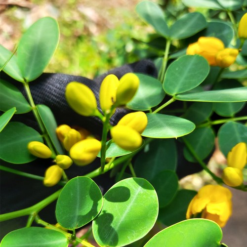 Ayurveda Ceylon Herbal Drink Ranawara Mal Sun Dried 100% Natural ...