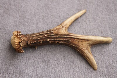 NATURALLY SHED WILD ROE DEER ANTLER (HORN, CABIN, KNIFE, CARVING, ART ...