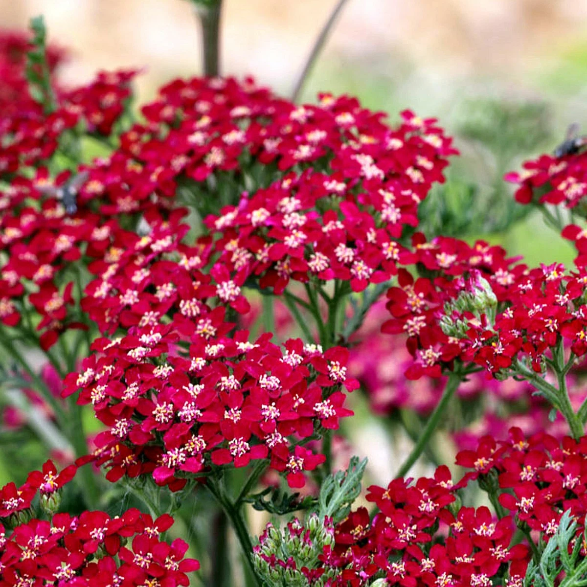 Red Yarrow Plant