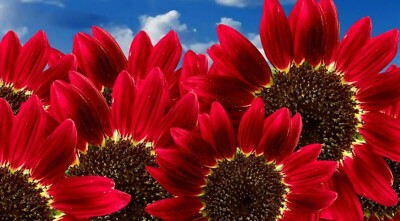 40 seeds RED GIANT SUNFLOWER RED SUN + 4" FREE REUSABLE PLANT LABEL ...