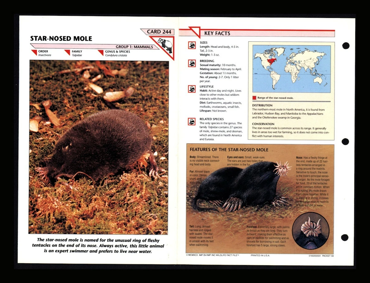 Star Nosed Mole Eyes