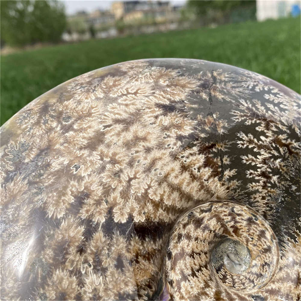 1.74kg Natural Ammonite Fossil Quartz Crystal Specimen Reiki Healing | eBay