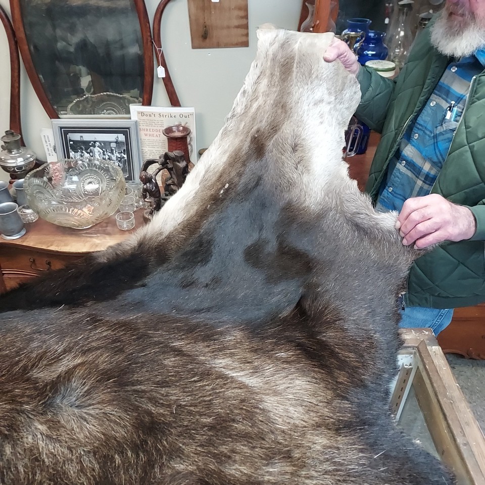 Authentic Real Tanned Moose Hide, Hair-on. 46.5 Sq.ft, Huge ...
