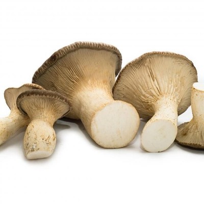 12 ballette funghi Cardoncelli alta resa e qualità 12 X pani di funghi ...
