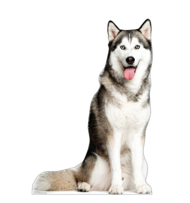 SIBERIAN HUSKY DOG UW LARGER THAN LIFESIZE CARDBOARD STANDUP STANDEE ...