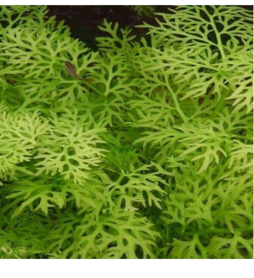 2 Water Sprite Lace Leaf Indian Fern -Live Easy Aquarium plant | eBay