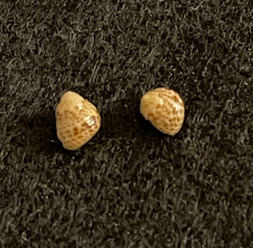 2 Homalopoma verruca Gould each 4 mm Hawaii, USA | eBay